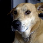 Molly Mullin | ShowMe